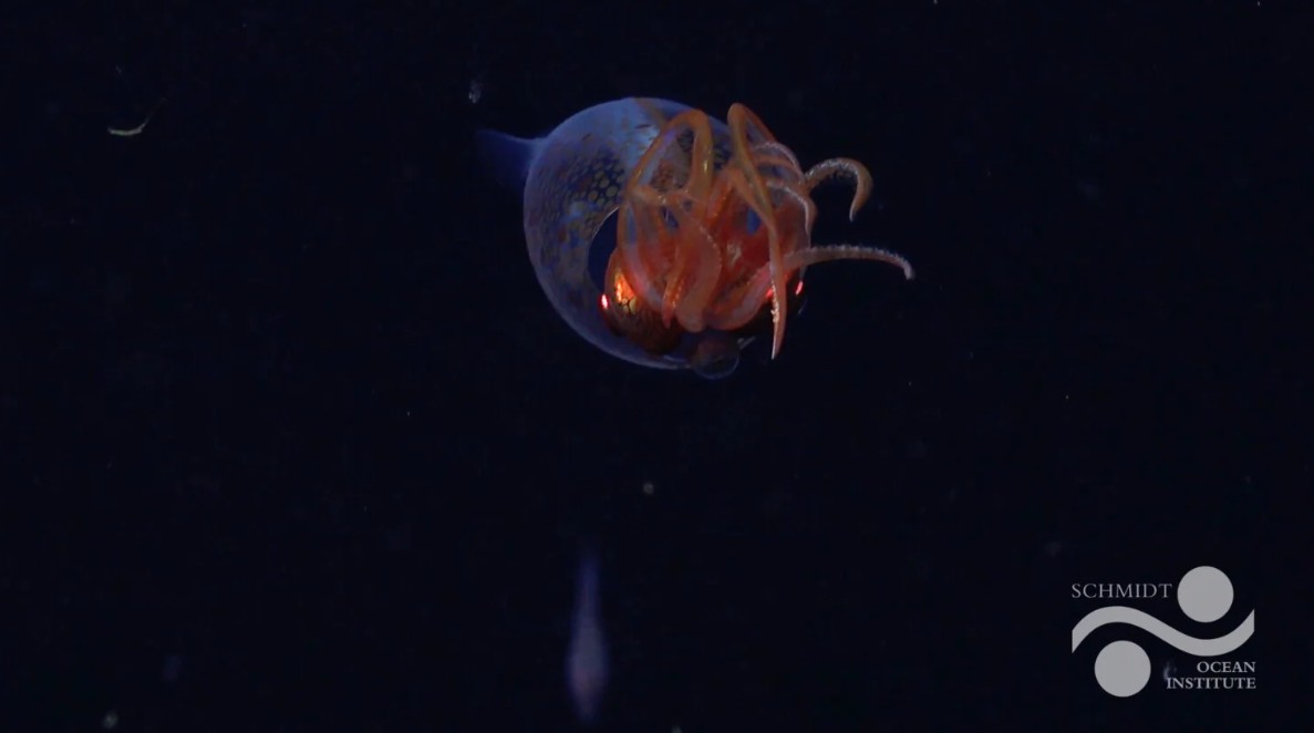 Ripreso per la prima volta in natura un calamaro colossale: il video ...