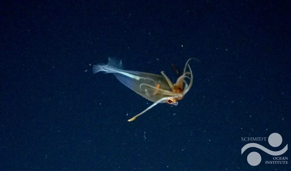 Ripreso per la prima volta in natura un calamaro colossale: il video ...